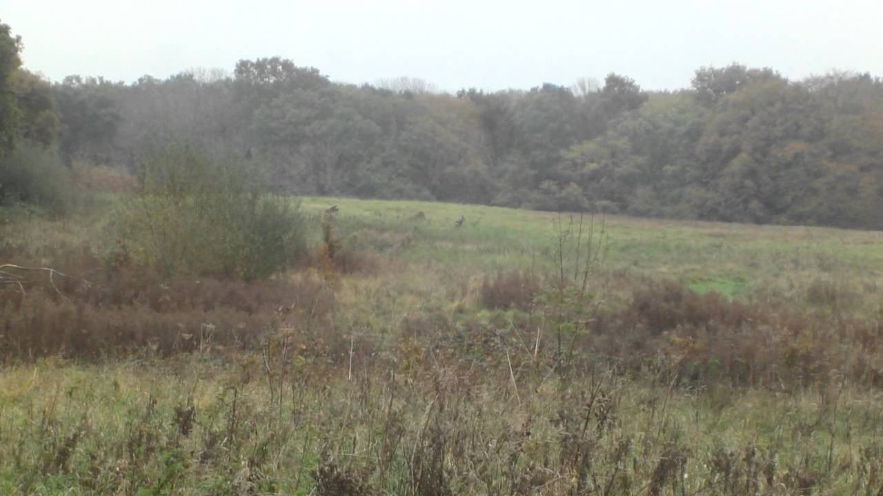 short deer film - YouTube