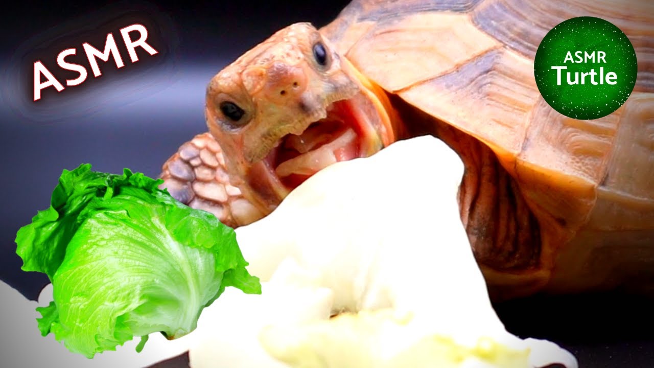 Turtle Tortoise Eating Lettuce ASMR Mukbang🐢 - YouTube