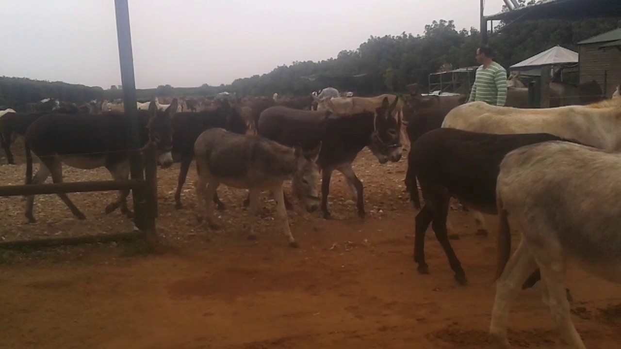 Donkeys at our sanctuary in Israel 2017 - YouTube