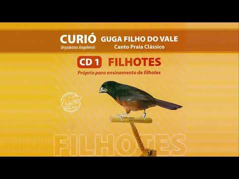Canto do curió da praia clássico repetidor ótimo pra ensinar filhotes e ...