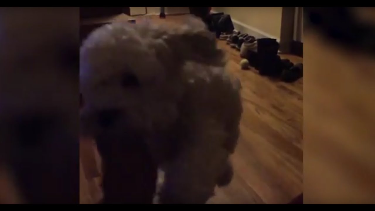 Dog jumping in slow-motion | #PetsofPortland video contest: 6th place ...