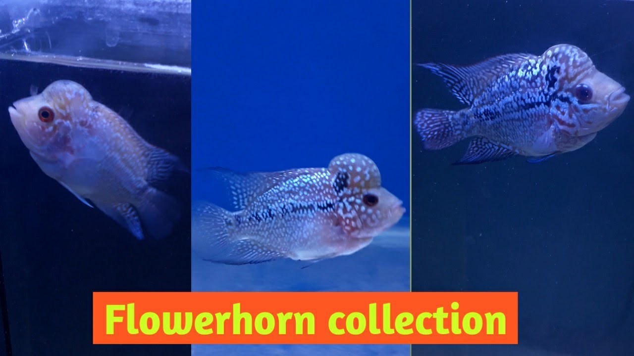 My flowerhorn collection | Flowerhorn baby - YouTube