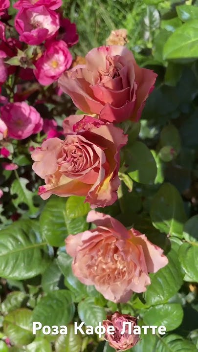 Роза Кафе Латте/ rose Cafe Latte #садоводство #розарий #розы #roses # ...
