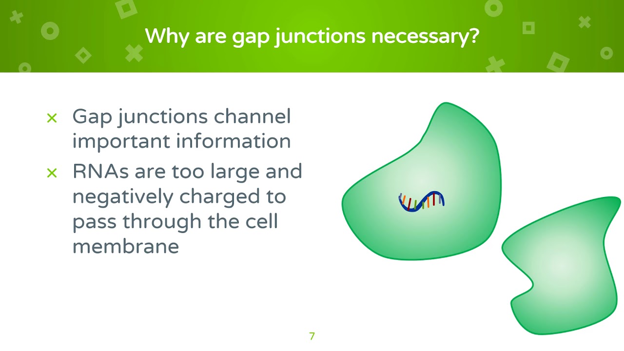Gap Junctions Video 1 0 - YouTube