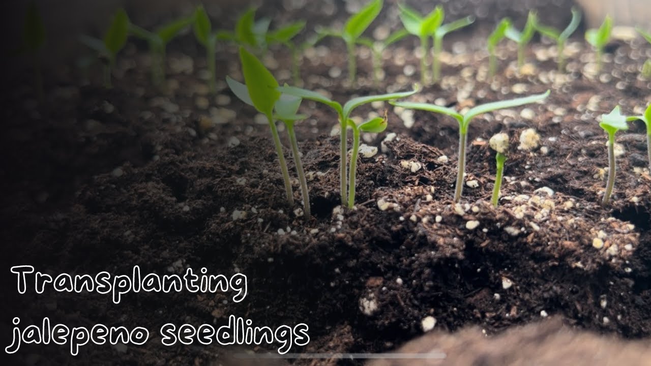 How to Transplant Pepper Seedlings - YouTube