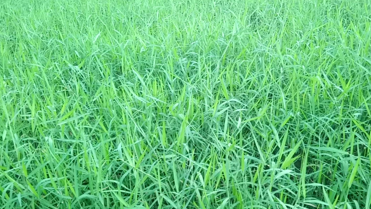 grass field with birds screaming sound - YouTube
