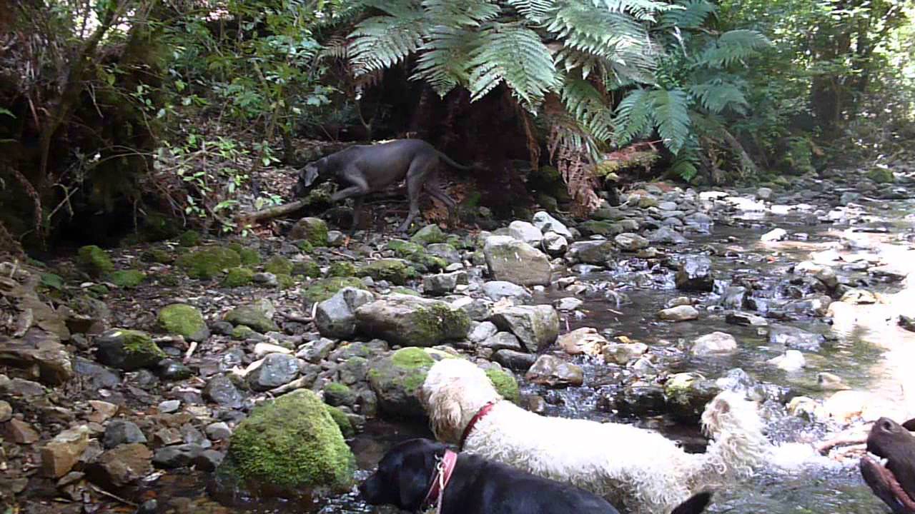 Love Tunnel Gully - YouTube