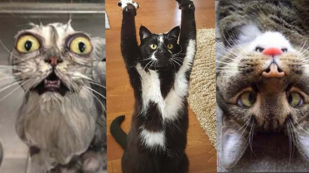 Surprising Cat Antics🎬|The Best Funny Cat Moments You Missed🐾 - YouTube