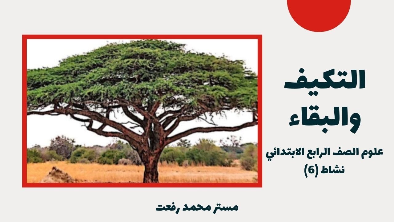التكيف والبقاء نشاط 6 تكيف النباتات علوم الصف الرابع الابتدائي