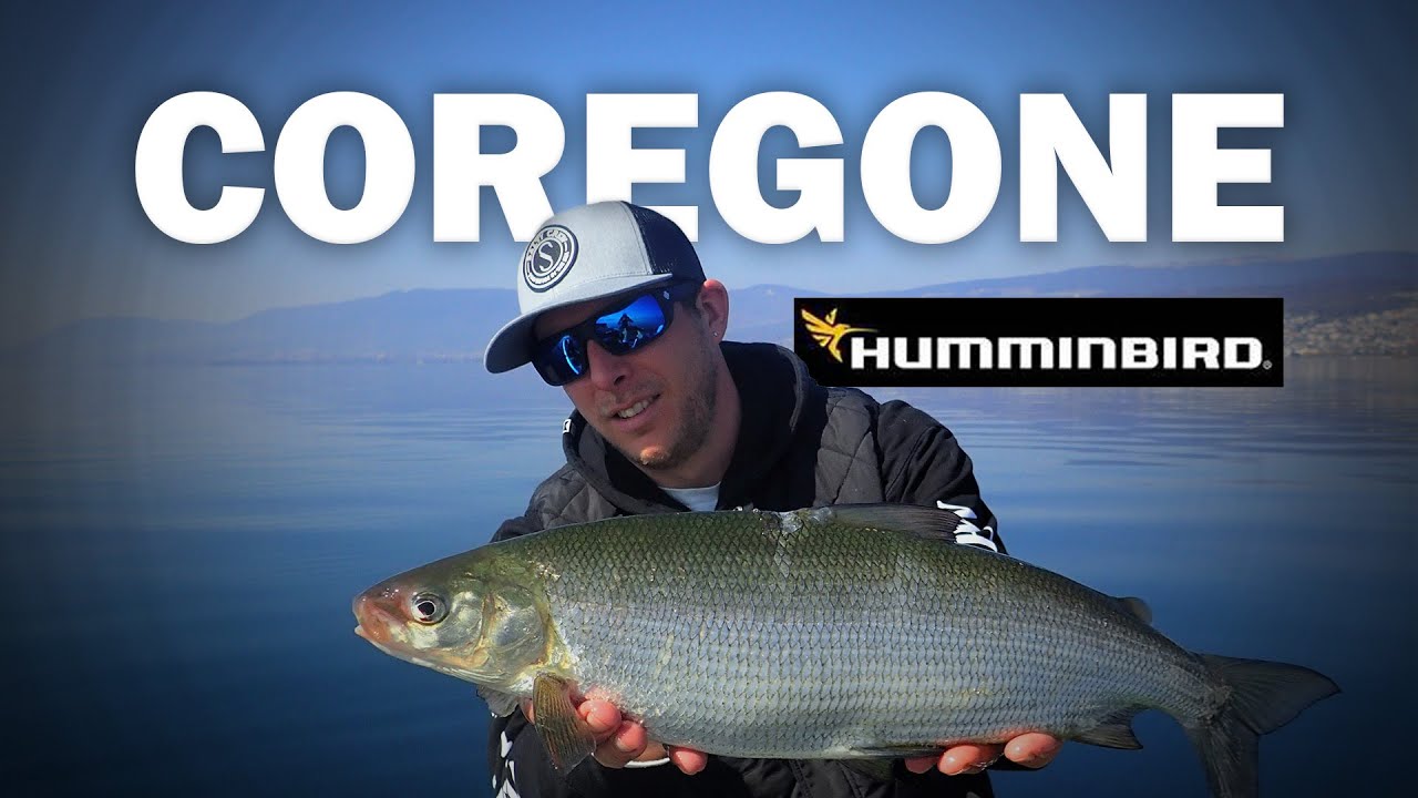 [FISHING] HUMMINBIRD LA PECHE DU COREGONE/FERA ET REGLAGES ECHOSONDEUR ...