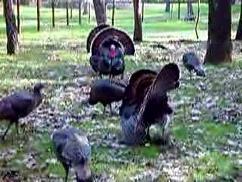 The Sounds of a Wild Tom Turkey's Wings - YouTube