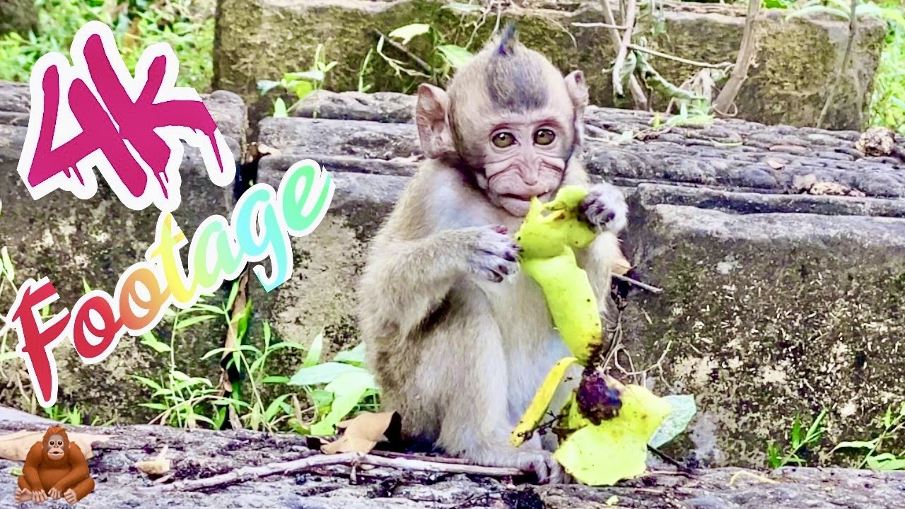 4K Quality Animal Footage - Monkeys Beautiful Scenes Episode 12 | Real ...