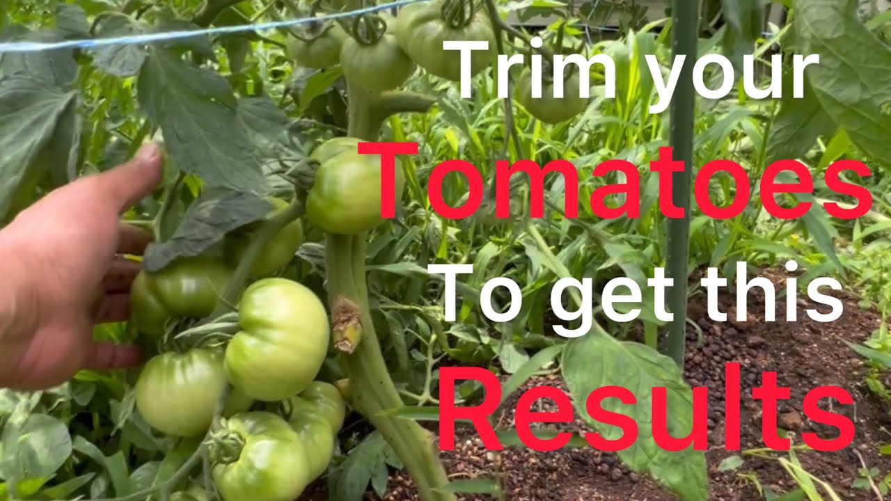 Trim your Tomatoes this way to get good results - YouTube