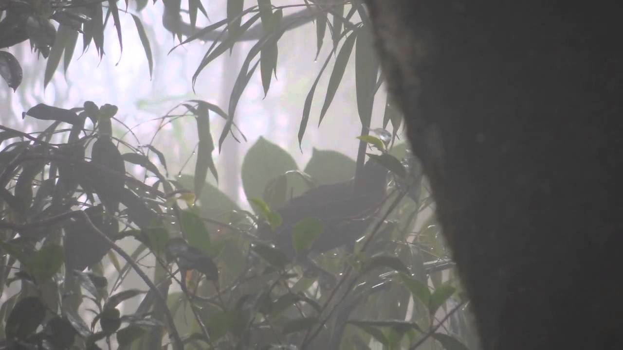 Grey Laughingthrush Garrulax maesi - YouTube