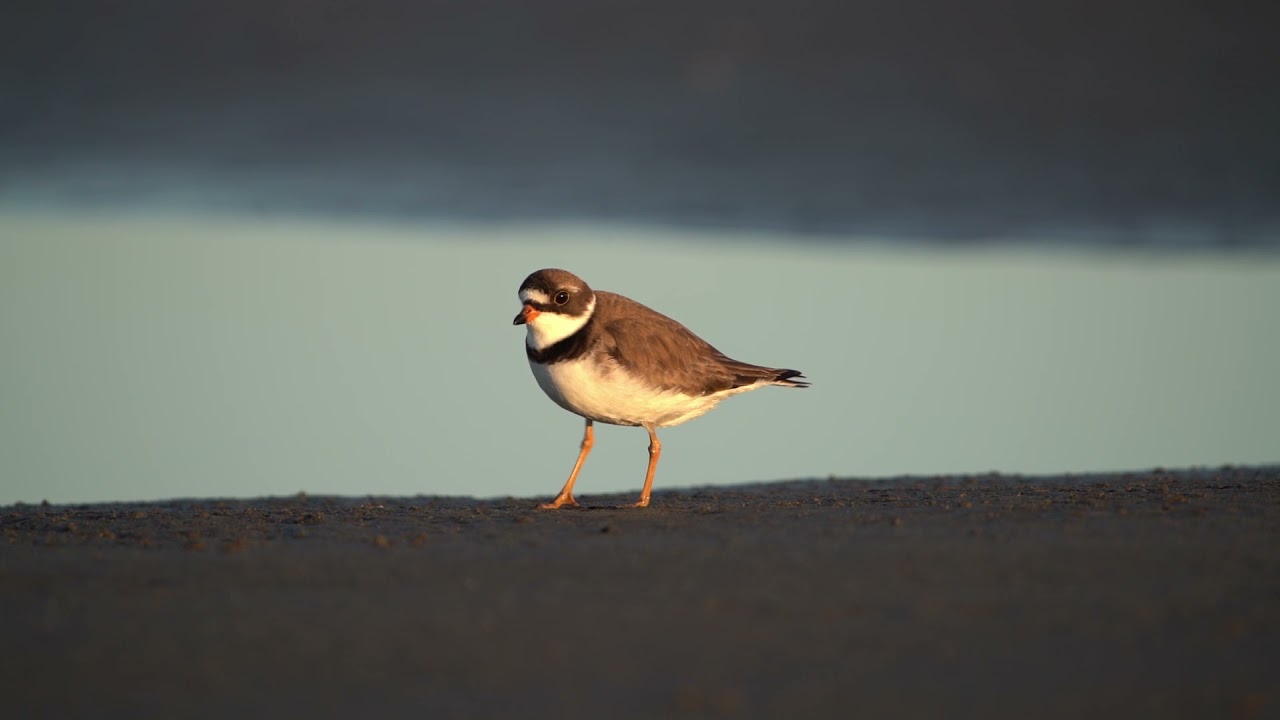 Semipalmated Plover - Foot trembling as a food hunting technique. - YouTube