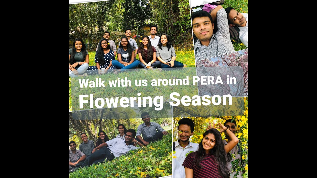 Walk with us through University of Peradeniya in Flowering Season ...