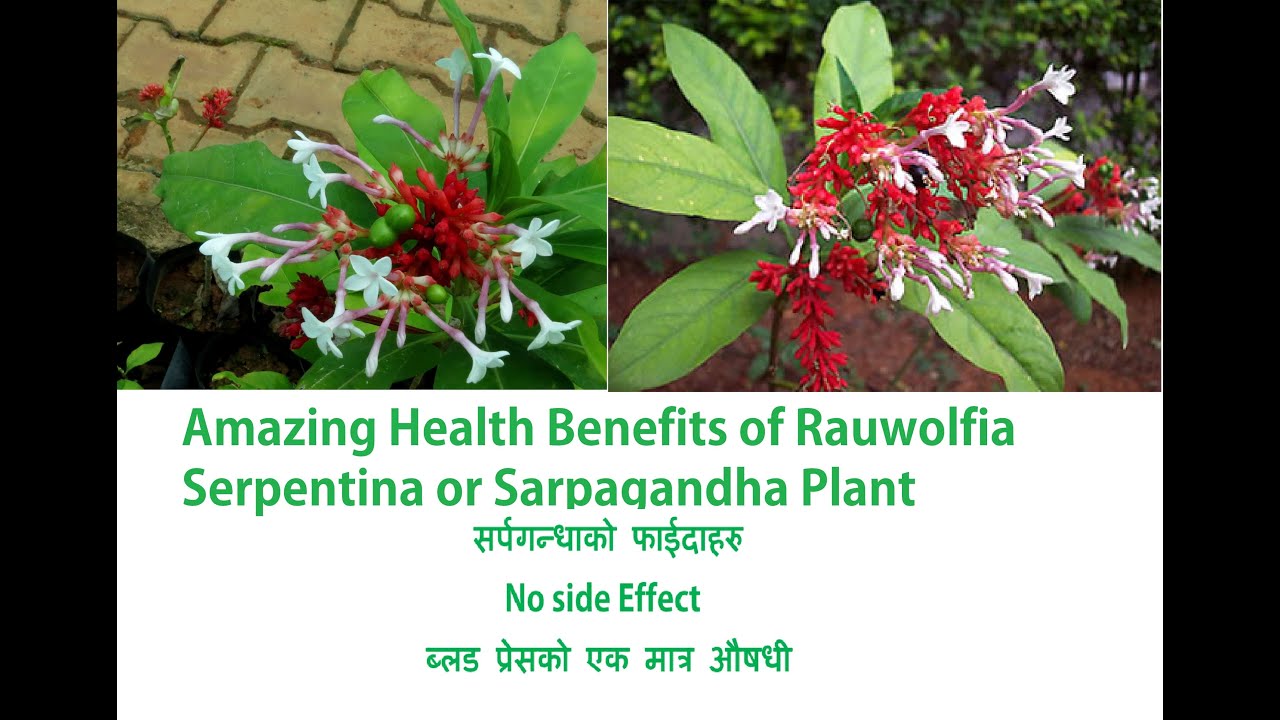 Health Benefits of Rauvolfia serpentina or Snakeroots or Sarpagandha ...