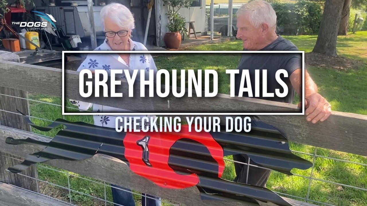 Greyhound Tails - Checking Your Dog - YouTube