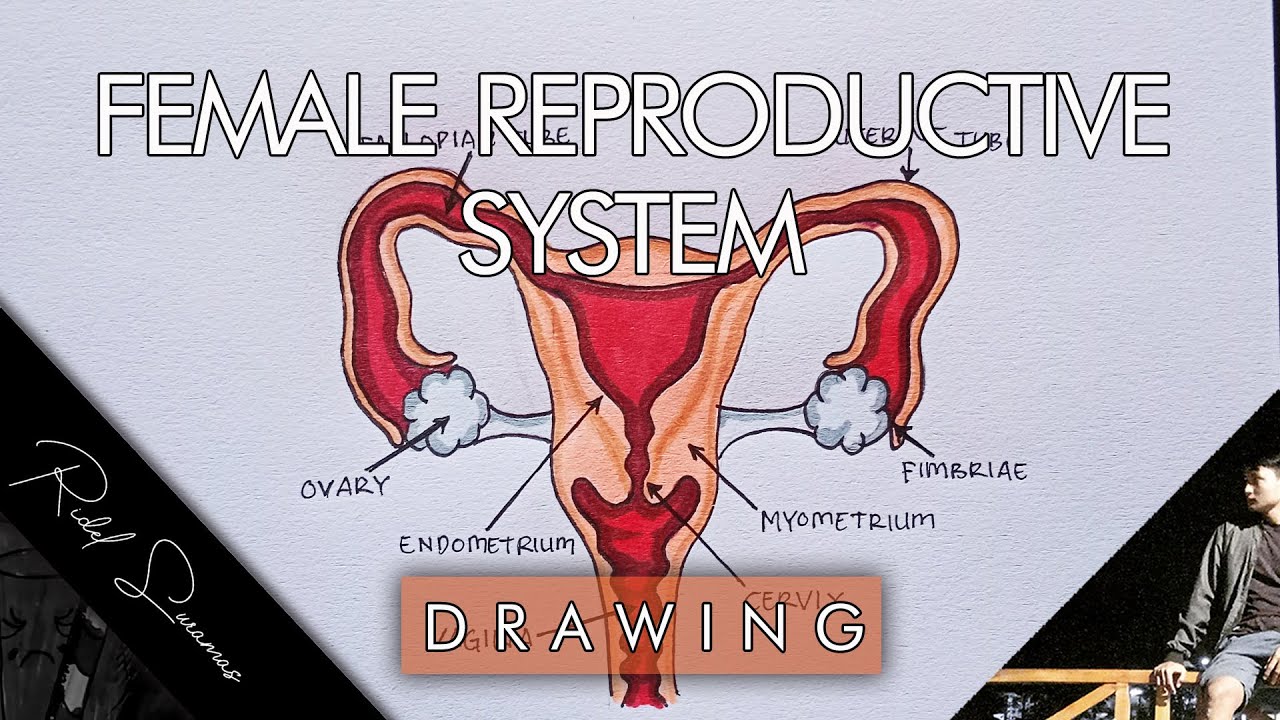 How to Draw Female Reproductive System Step by Step - YouTube