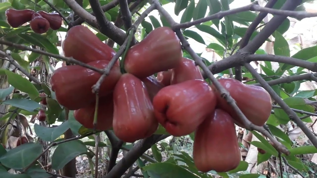 Jambu Air Citra Merah Termanis - YouTube
