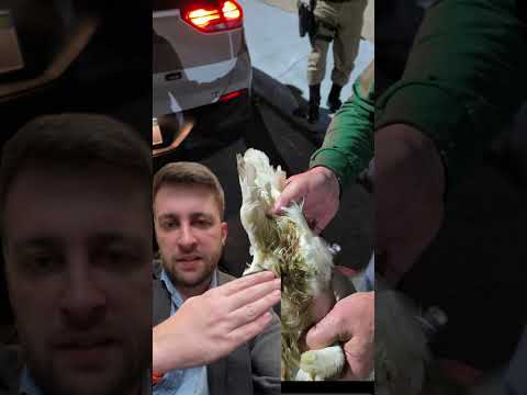Homem suspeito de abusar de galinha ￼