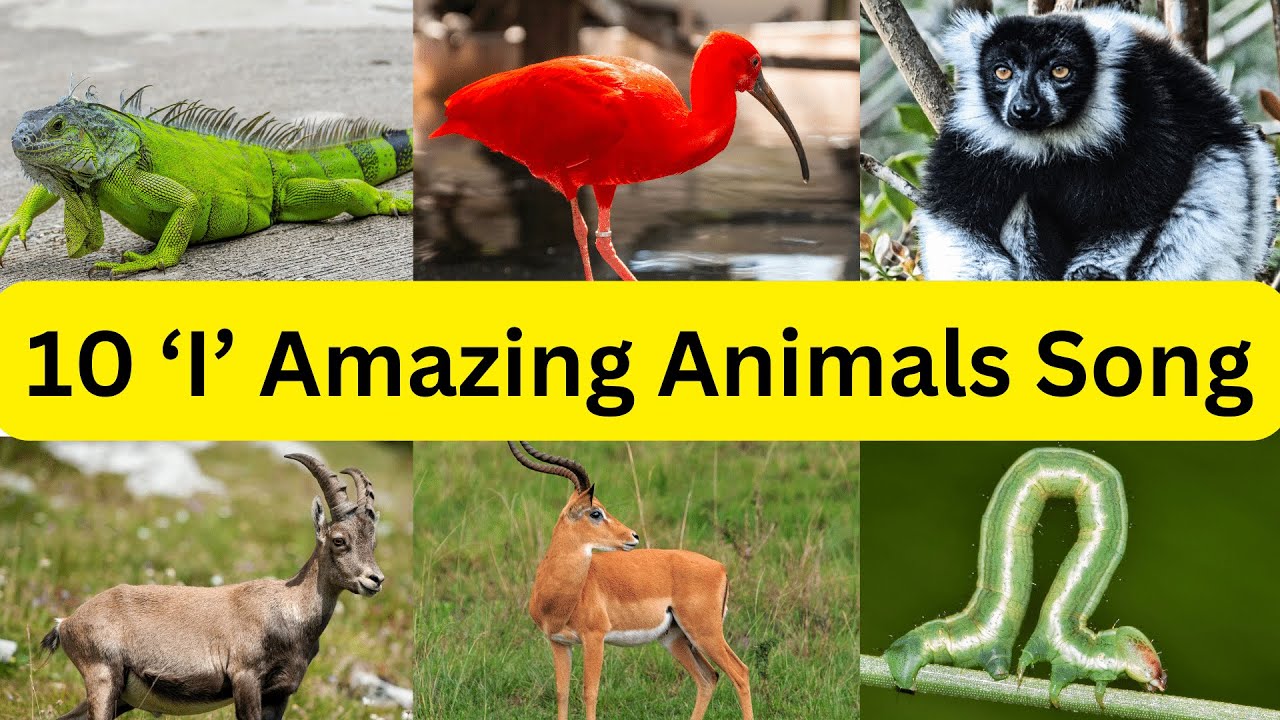 Incredible I's: 10 Amazing Animals Starting with 'I' Song for Kids ...