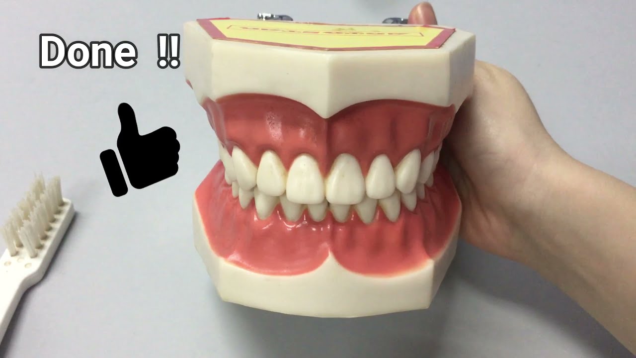 The Modified-Bass Brushing Technique - YouTube