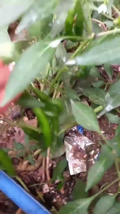 Home gardening green chilli plant - YouTube