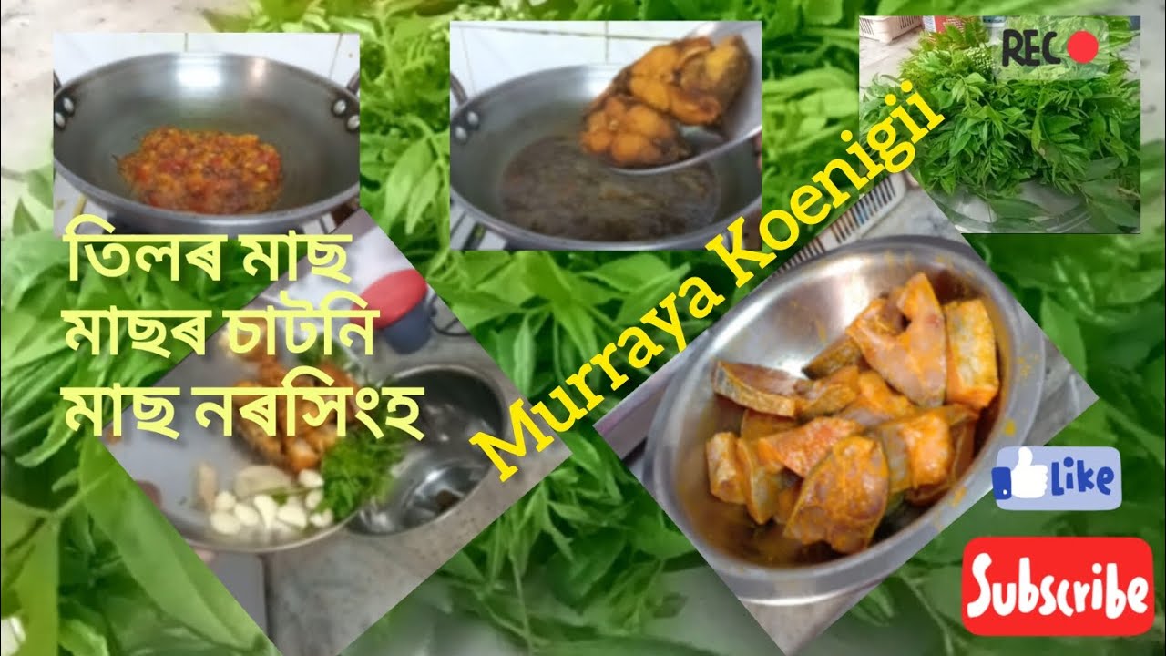 How to make fish curry in assamese style/নৰসিংহ পাতৰ লগত মাছৰ জোল ...