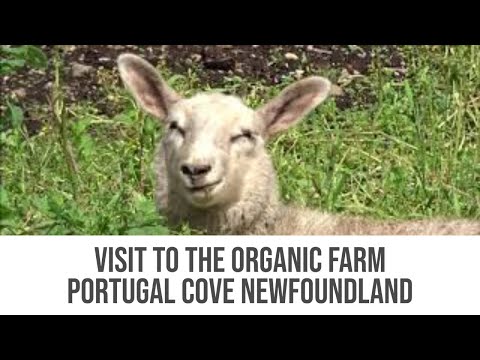Visit to The Organic Farm Portugal Cove Newfoundland