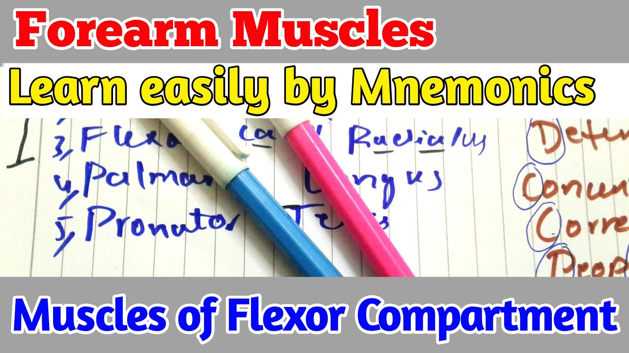 Muscle of forearm || Flexor compartment of forearm muscles Remember ...