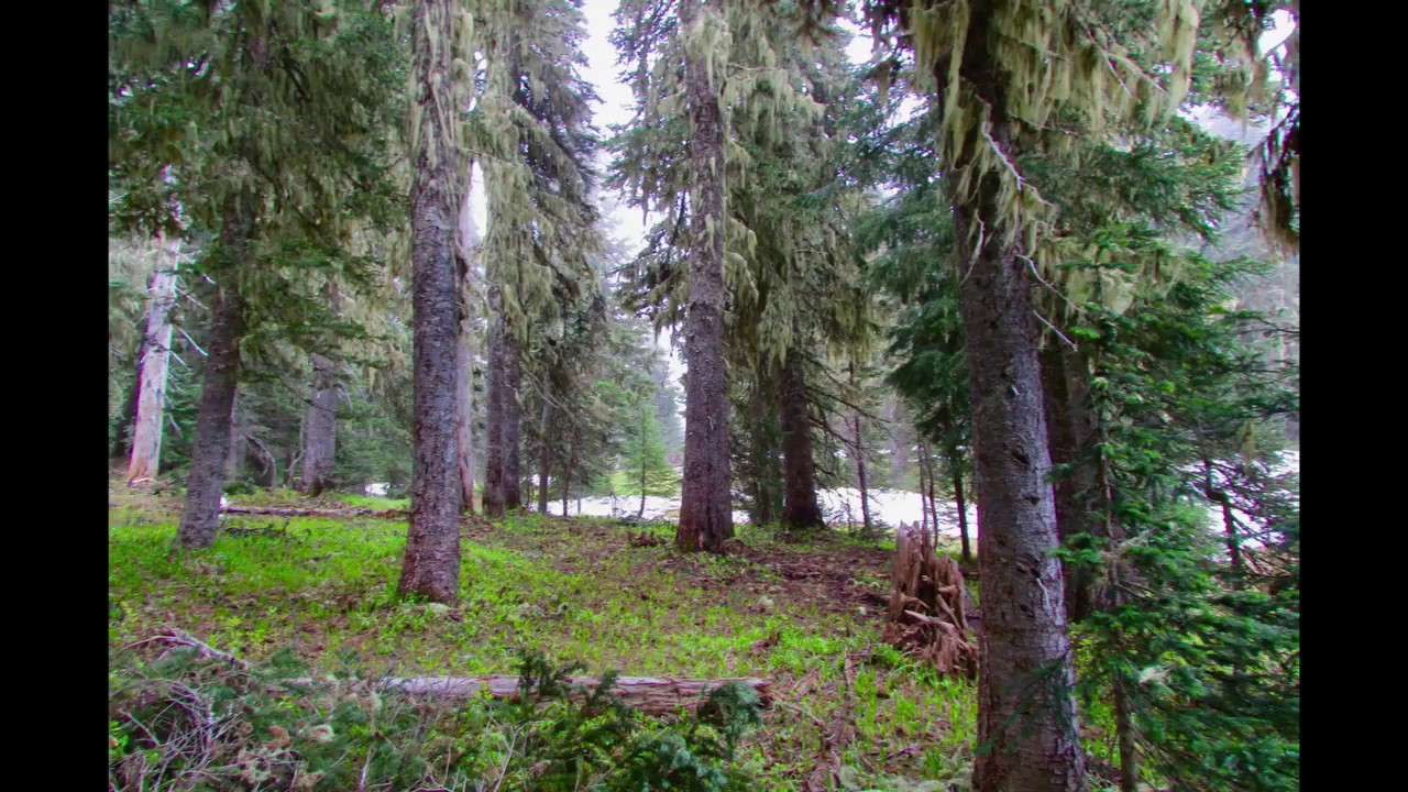 Forest Stroll - YouTube