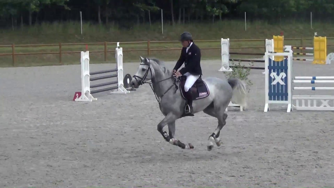 Cellestial-Capitol I stallion * 2013 for sale - YouTube