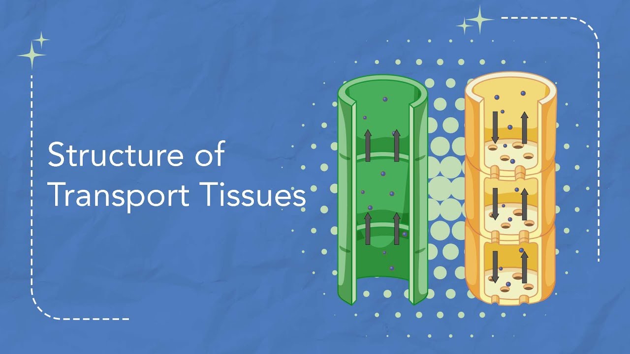 Grade-12 (Biology) Structure of Transport Tissues - YouTube