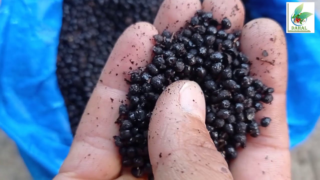 BREAKING SEED DORMANCY OF TIMUR | SEED TREATMENT FOR BREAKING DORMANCY ...