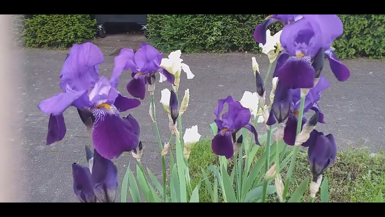 TIPS HOW TO GROW IRISH LILIES..WHITE AND VIOLET IRISH LILIES - YouTube