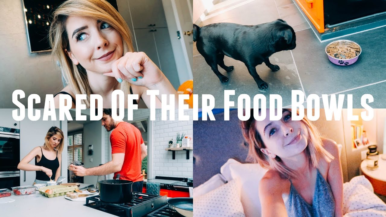 SCARED OF THEIR FOOD BOWLS - YouTube