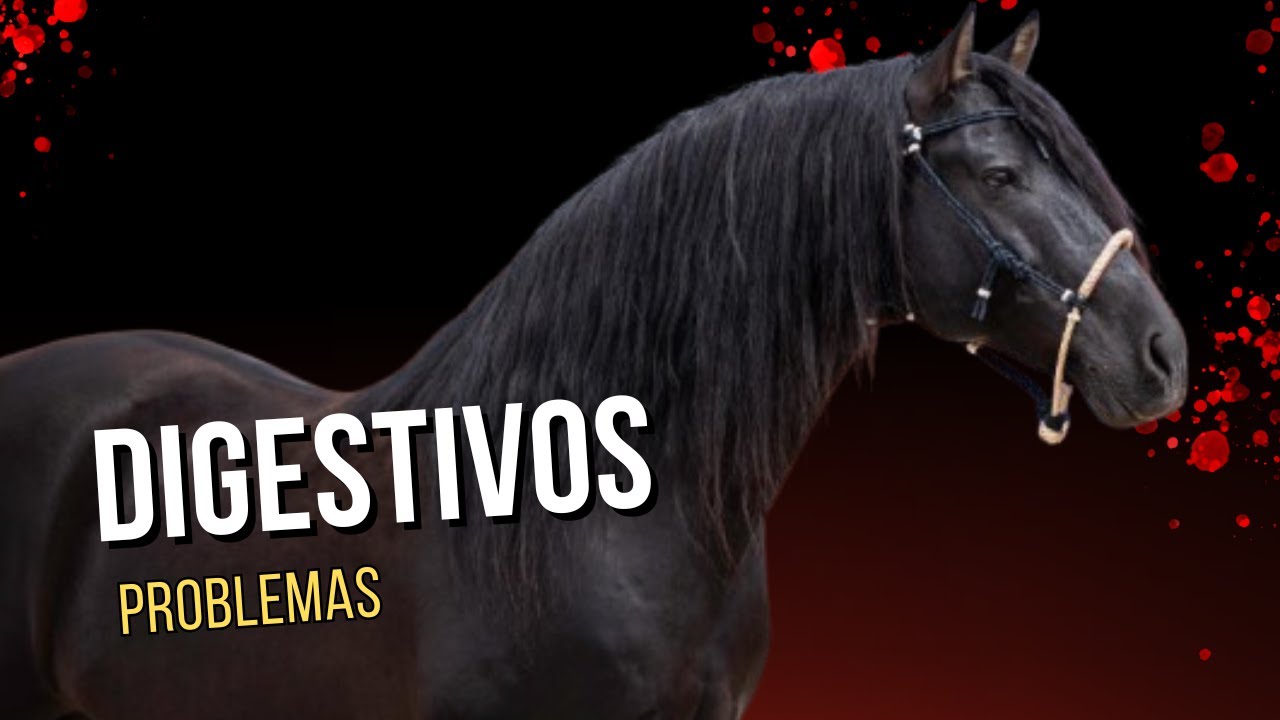 Cómo Reconocer y Tratar Problemas de Digestión en tus Caballos: Guía ...