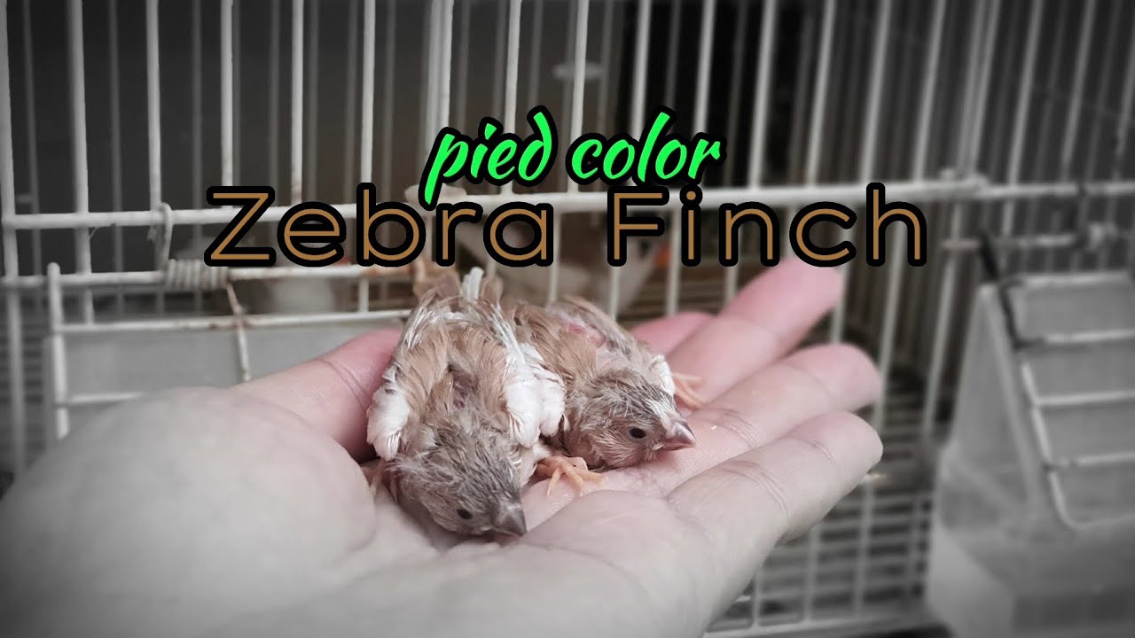 zebra finch part 1, zebra finch edisi pied finch netas 2 ekor - YouTube
