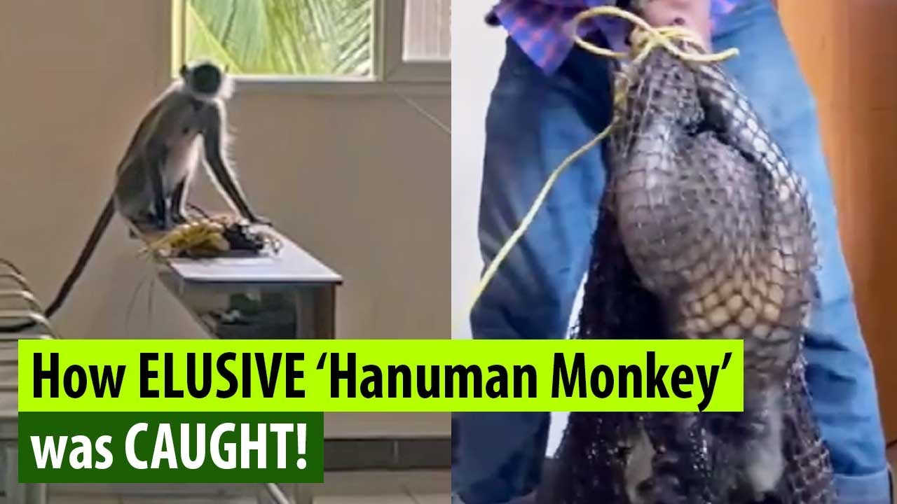 See the 'Hanuman Monkey', who remained elusive for weeks, being caught ...