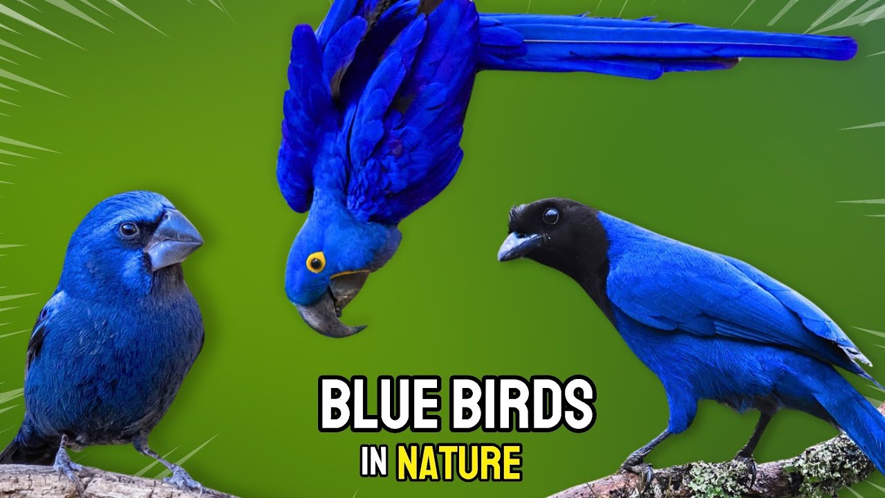 The Most Incredible Blue Birds in Nature! - YouTube