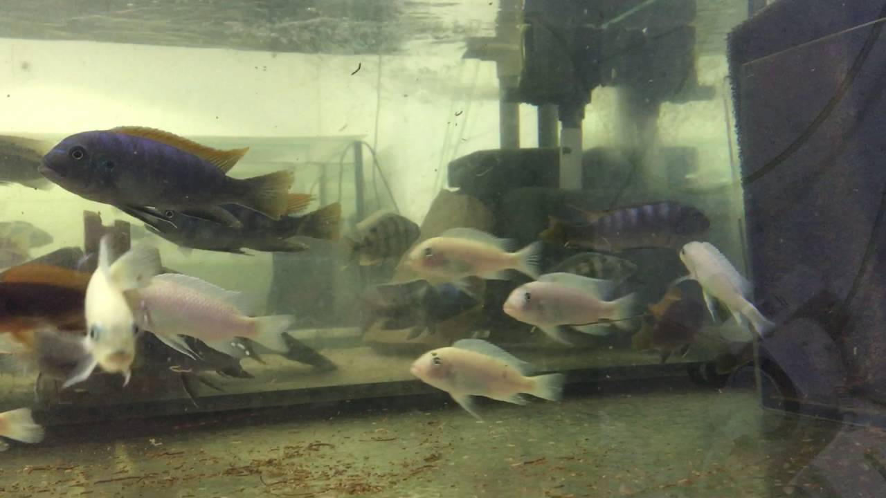 Metriaclima zebra mphanga red top WF Labeotropheus fuelleborni katale ...