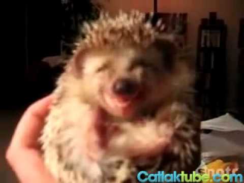 Yemek Yiyen Kirpi.mp4