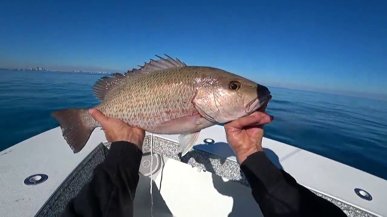 BIG Mangrove Snapper LIVE on Twitch!!! 6.5lbs on light tackle! - YouTube