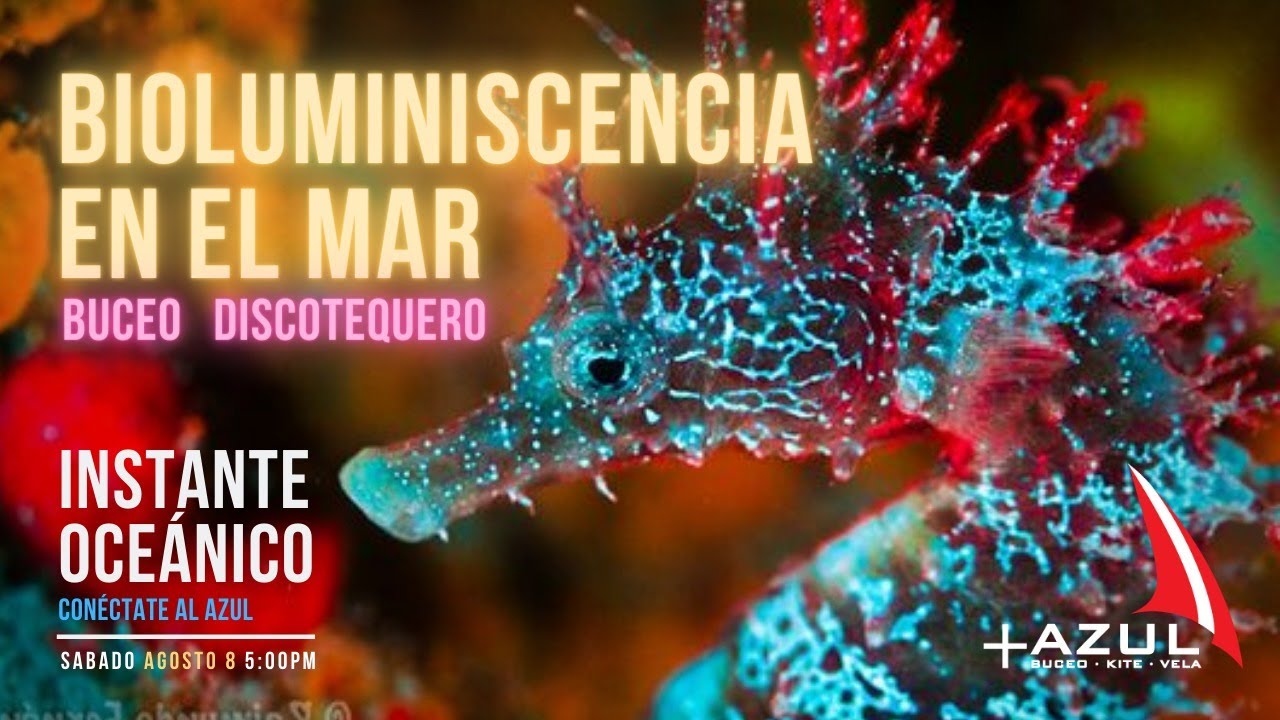 Que produce la Bioluminiscencia en el Mar? / Que animales marinos son ...