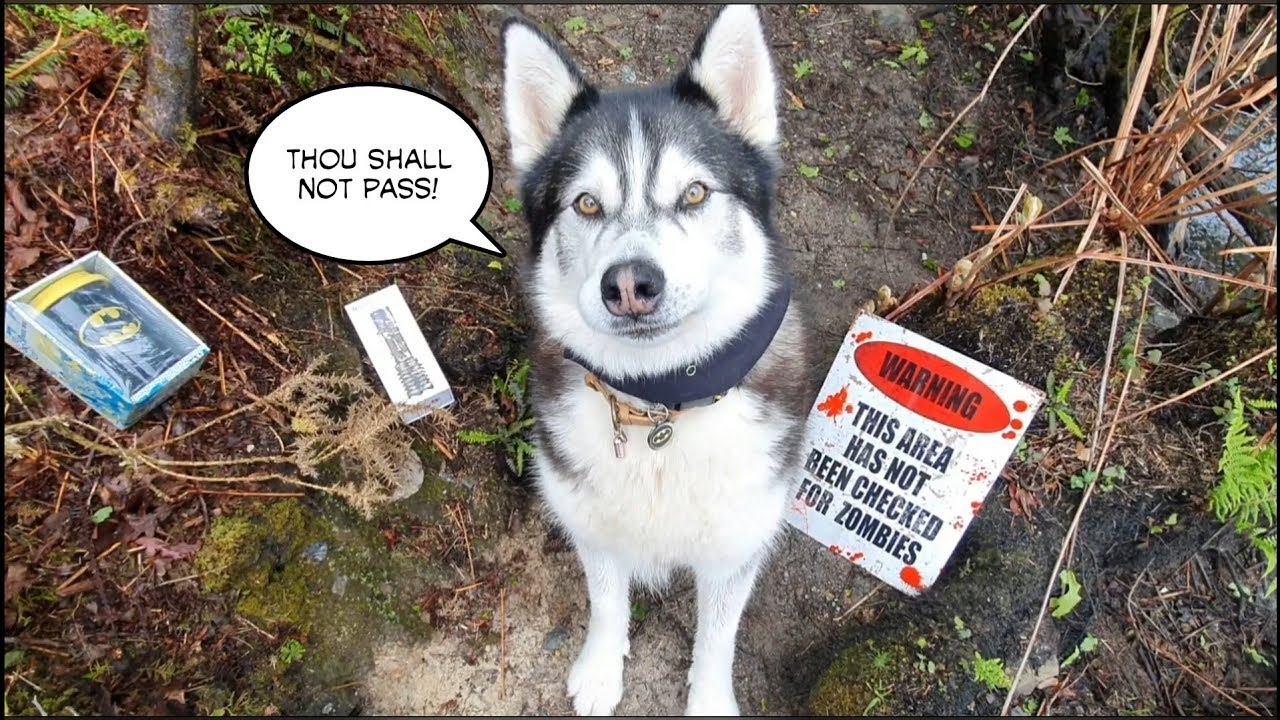 Husky blocks the path and wont let us pass! - YouTube