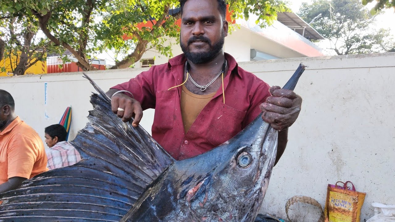 Mayil 🦚🦚 kola fish cutting video/fishcuttingrs #fishcuttingrs #fish # ...