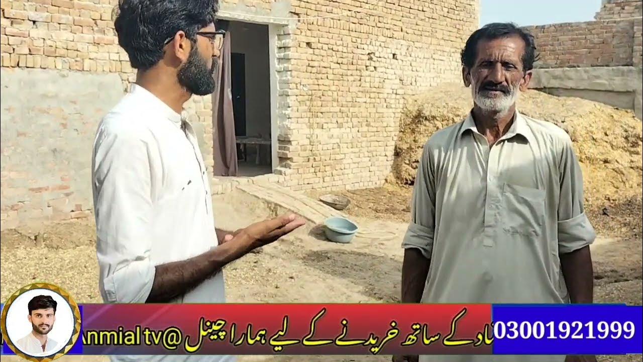 Jersey freezing cross cow high milk capacity #03001921999 9 August 2023 - YouTube