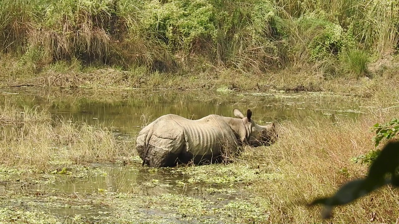 Nature is Amazing (Rhino) - YouTube