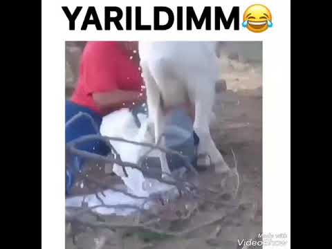 Gülmekten öldüren Instagram  komik  videolari  2018 😂😂
